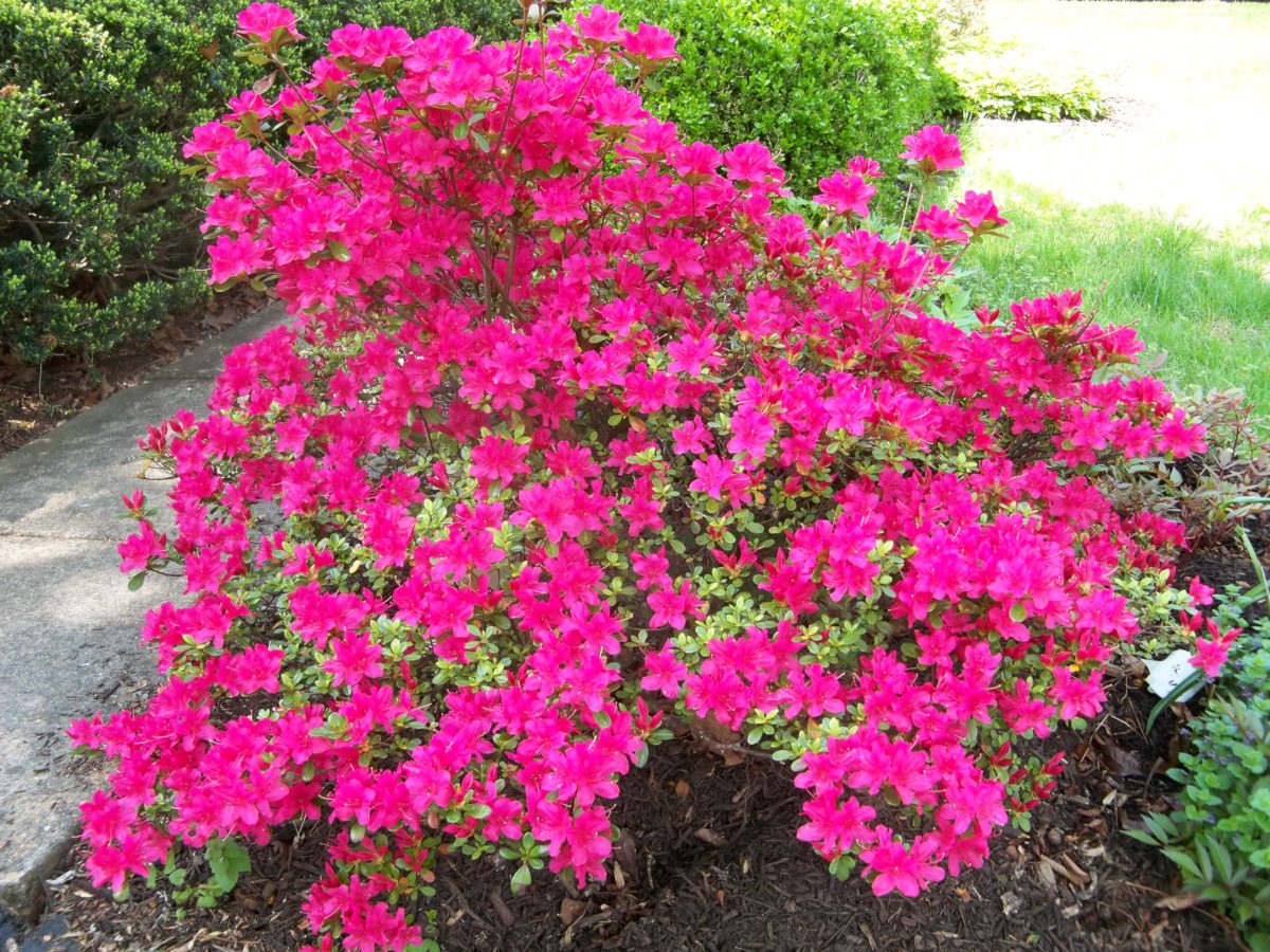 Recommended deer resistant shrubs for the Northeast