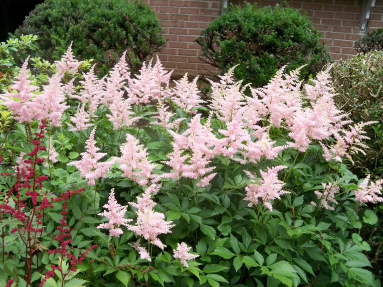 Growing and Caring for Astilbes in the Northeast