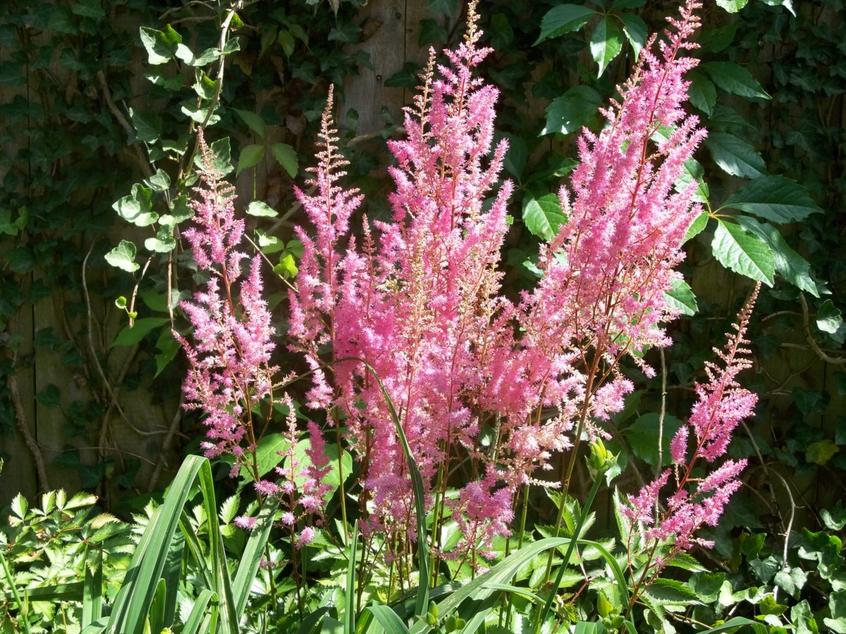 Growing and Caring for Astilbes in the Northeast