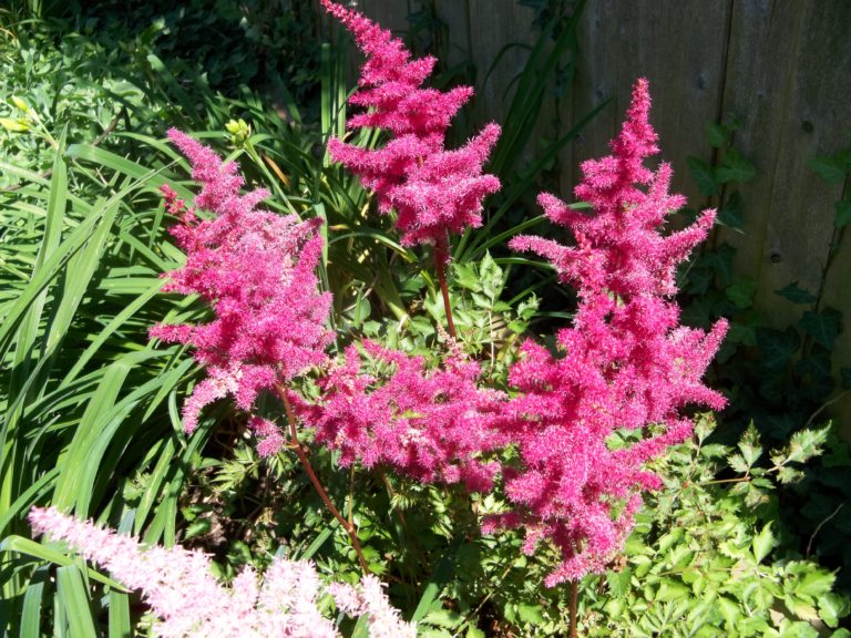Growing and Caring for Astilbes in the Northeast