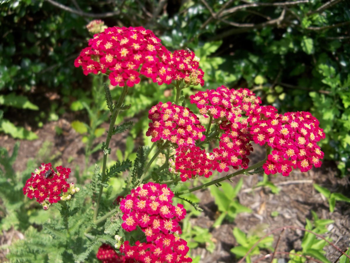 Growing and Caring for Yarrows in the Northeast