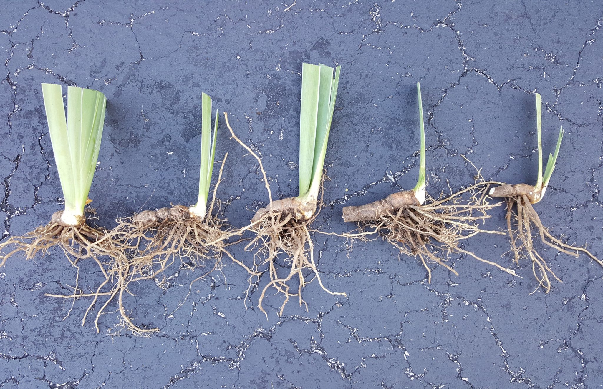 Growing and caring for Irises in the Northeast