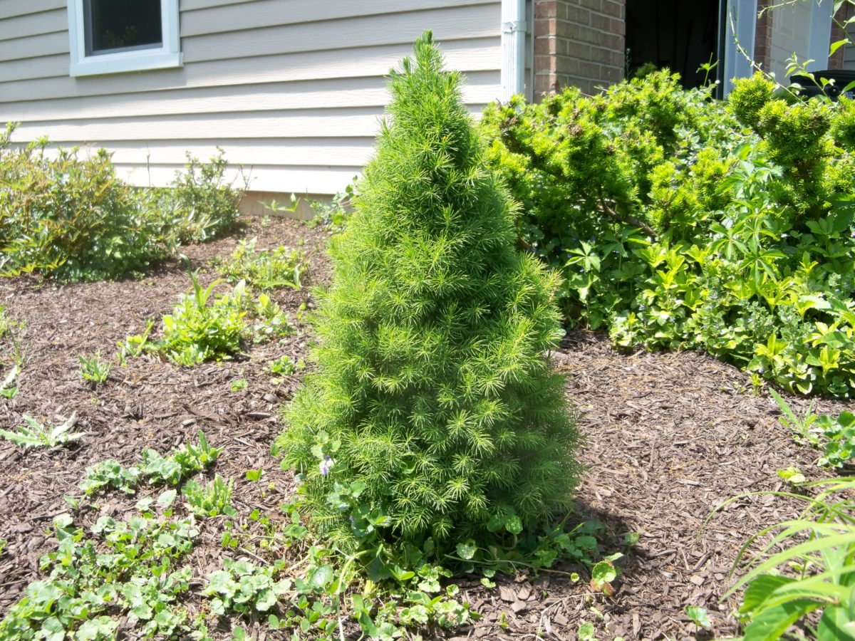 Recommended deer resistant shrubs for the Northeast