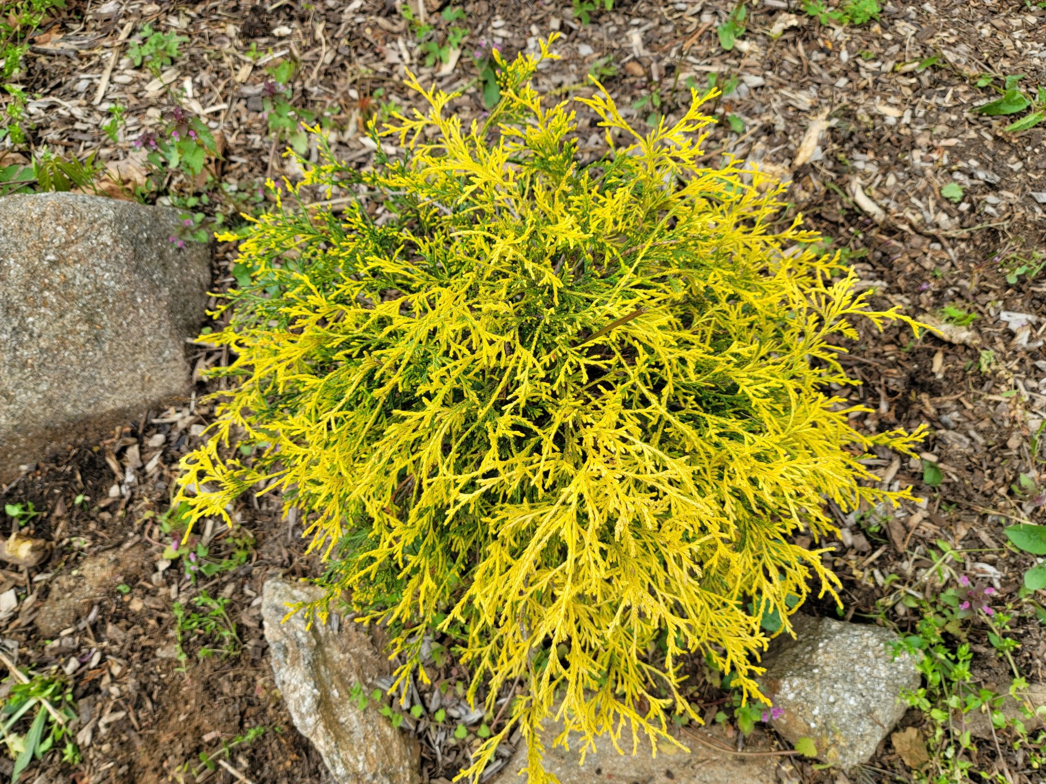 Recommended deer resistant shrubs for the Northeast