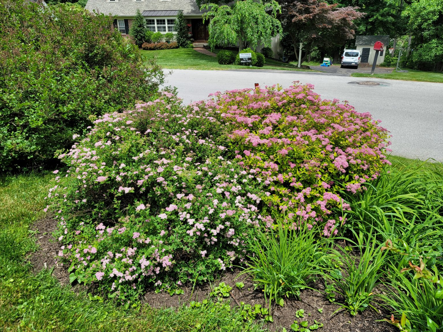 Recommended deer resistant shrubs for the Northeast