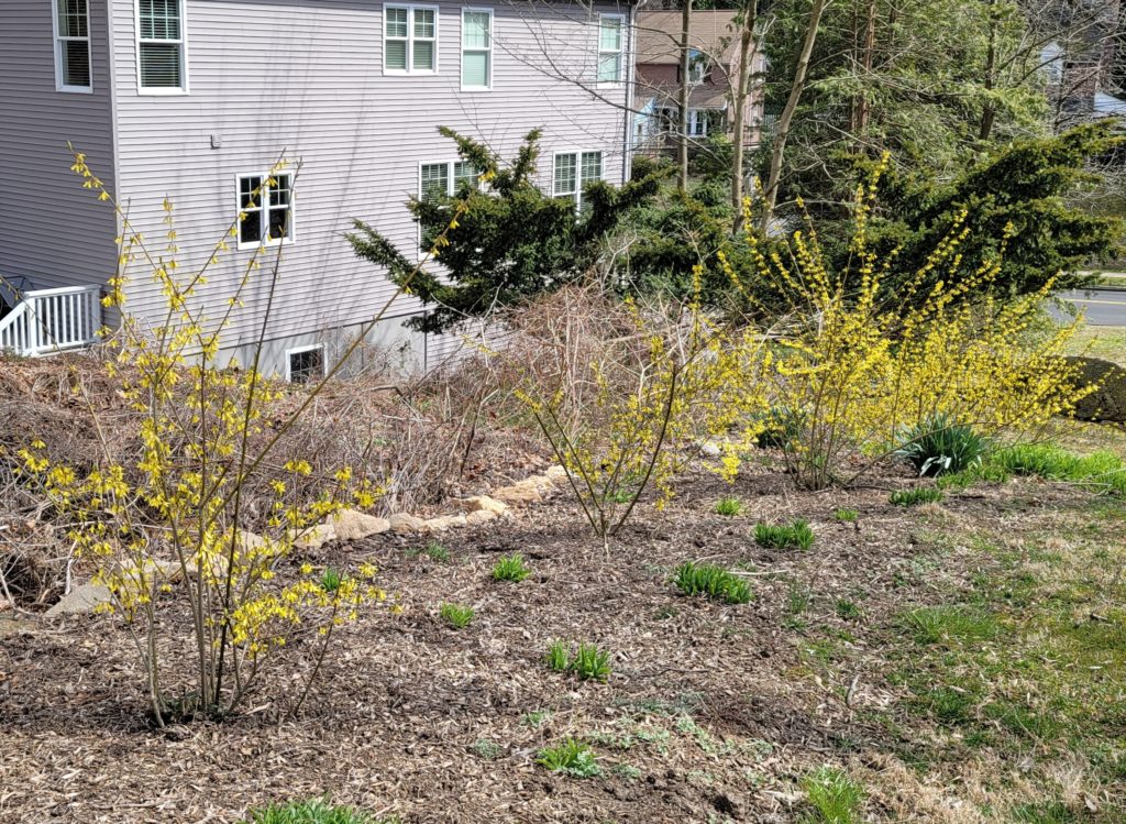 Transplanting the root suckers: to increase your shrubs