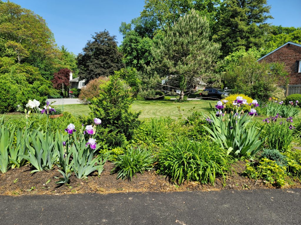 Deer resistant landscaping designs for the Northeast