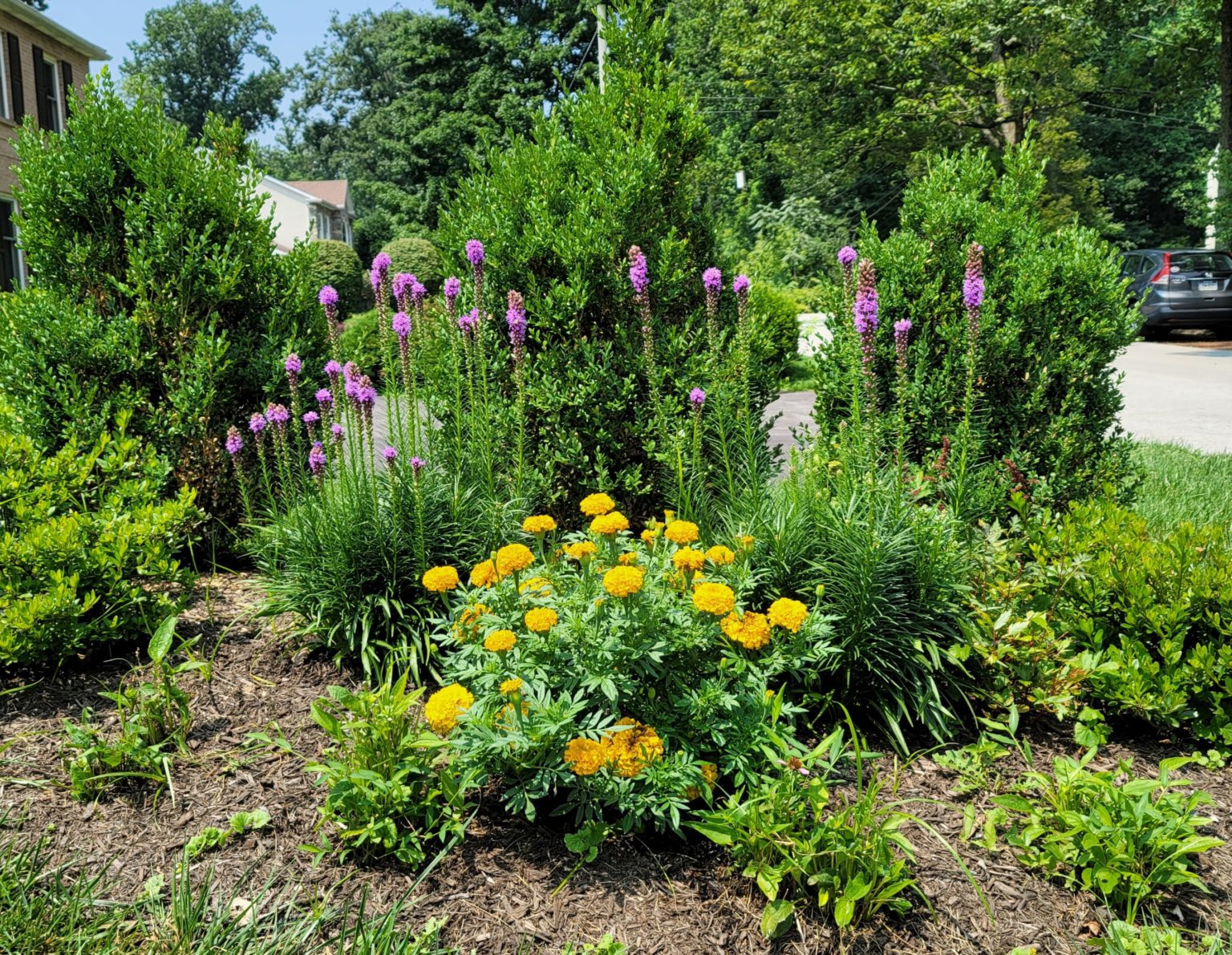 Deer resistant landscaping designs for the Northeast